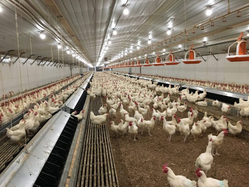 Agriculture - EcoSteel - Iconic Steel Building Systems - Commercial ...